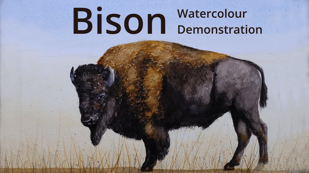 How to paint a Bison - Watercolour painting demonstration - YouTube