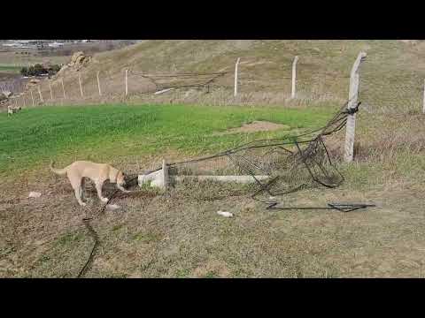KANGAL CESUR VE NAZO'YU NASIL SAHİPLENDİM? GEZİDE 3 YILAN GÖRDÜM!