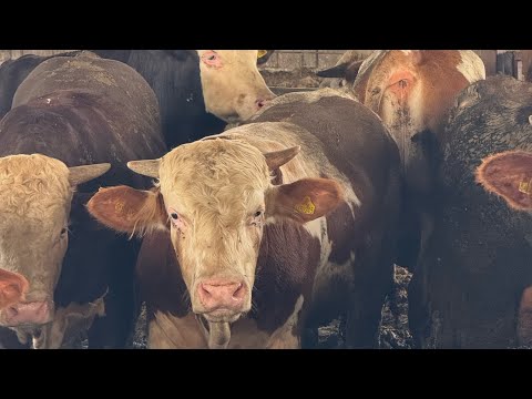 HAYVANCILIK (ESKİYE GERİ DÖNDÜK)