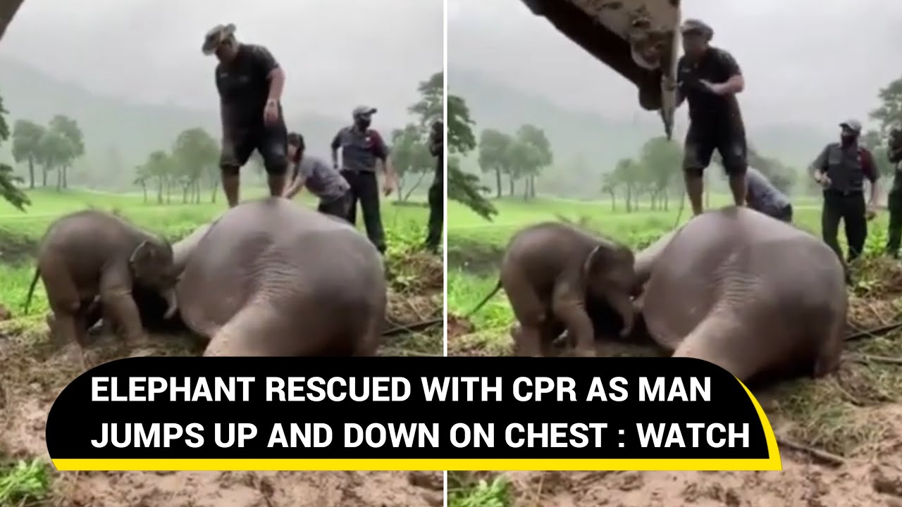 Elephant rescued with CPR as man jumps up and down on her chest | Viral ...