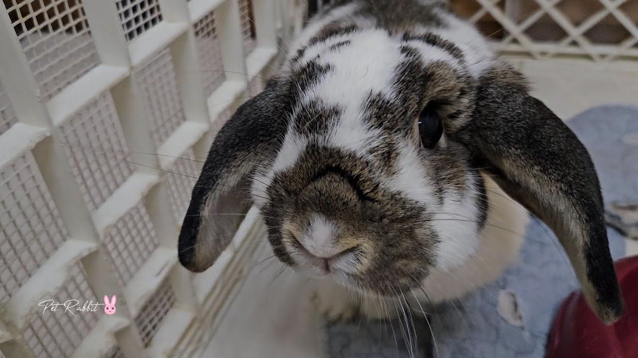 Funny and Cute Bunny Rabbits 😍🐰 Compilation Video 32 - YouTube