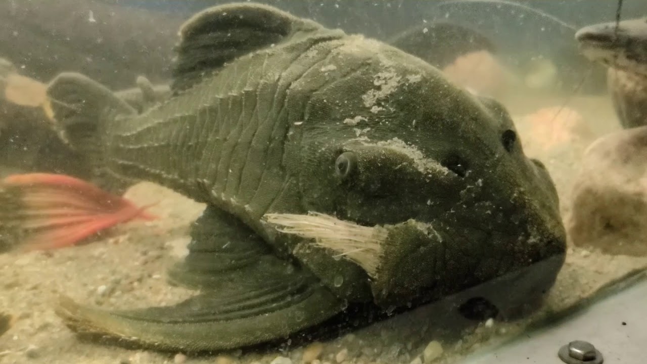 20"+ L191 dull eyed royal out during water change! Monster fish! - YouTube