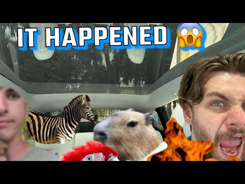 We rescued exotic animals across the state *tesla mode* - YouTube