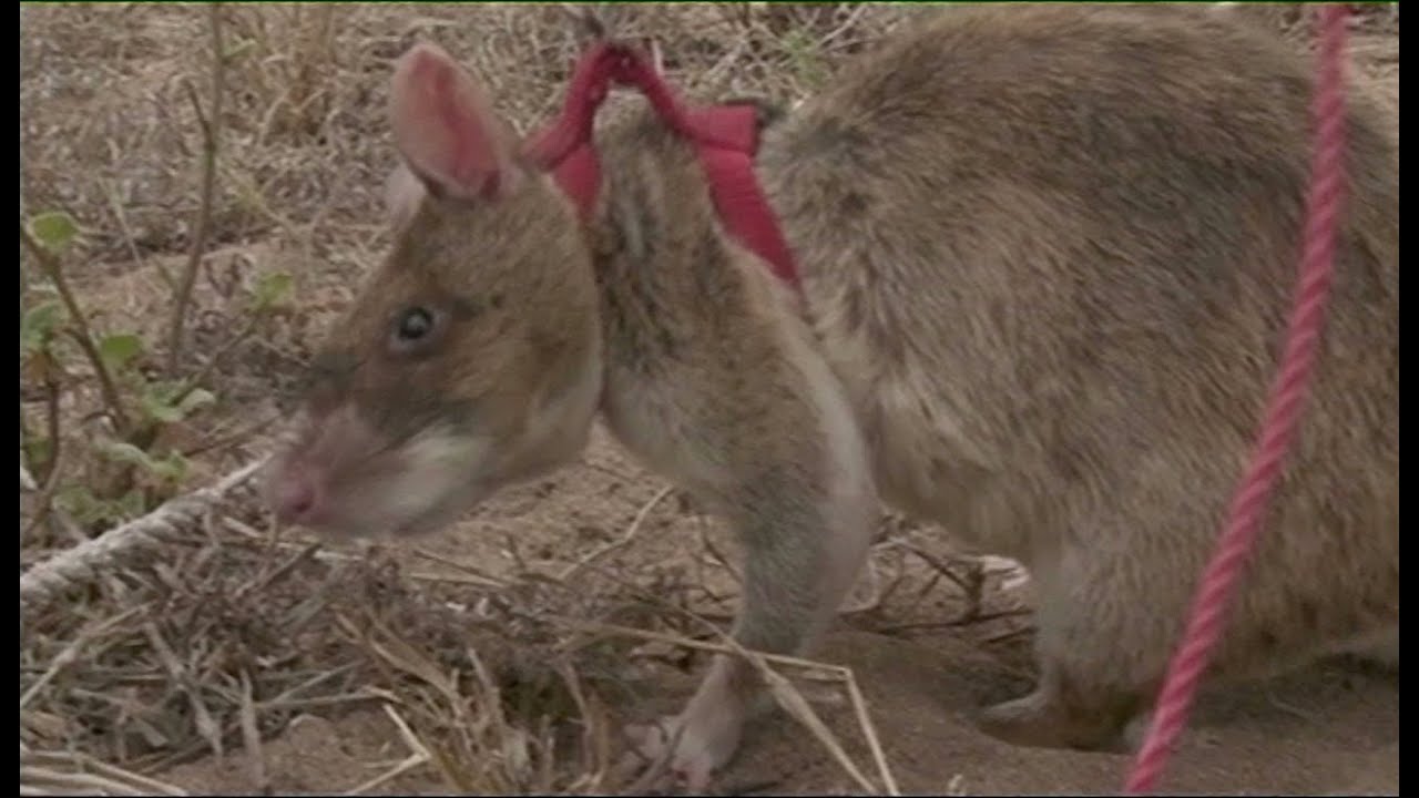 Mine Detecting Rats - YouTube