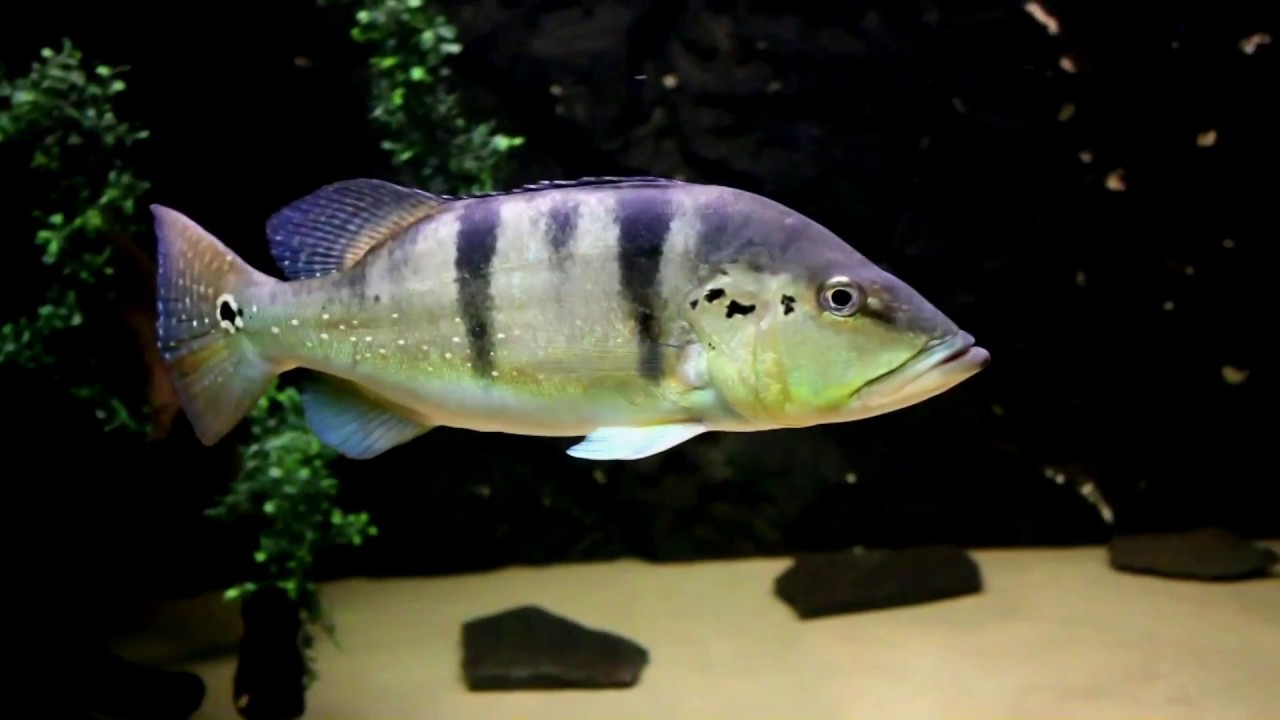 Cichla piquiti - YouTube