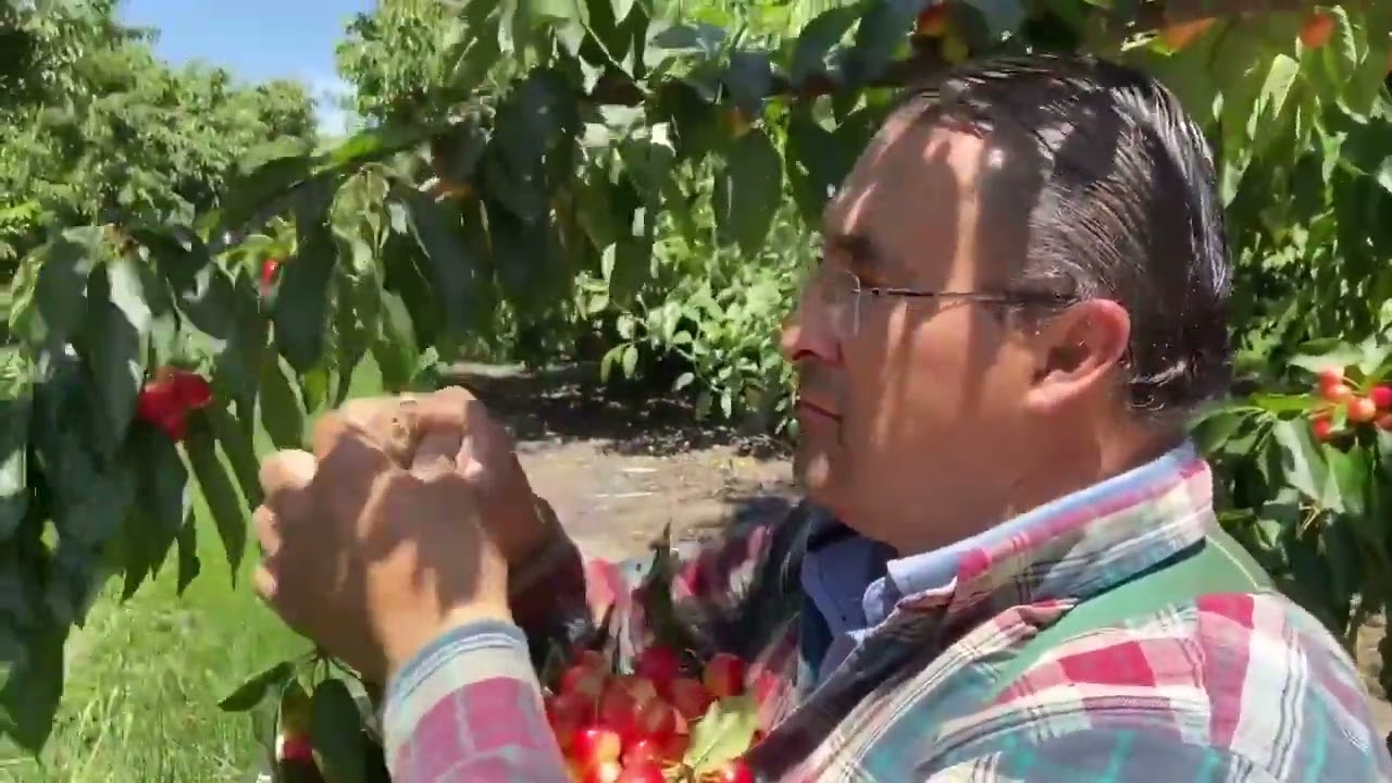 RAINIER CHERRY SEASON IS HERE! Went to pick some fresh rainier cherries ...