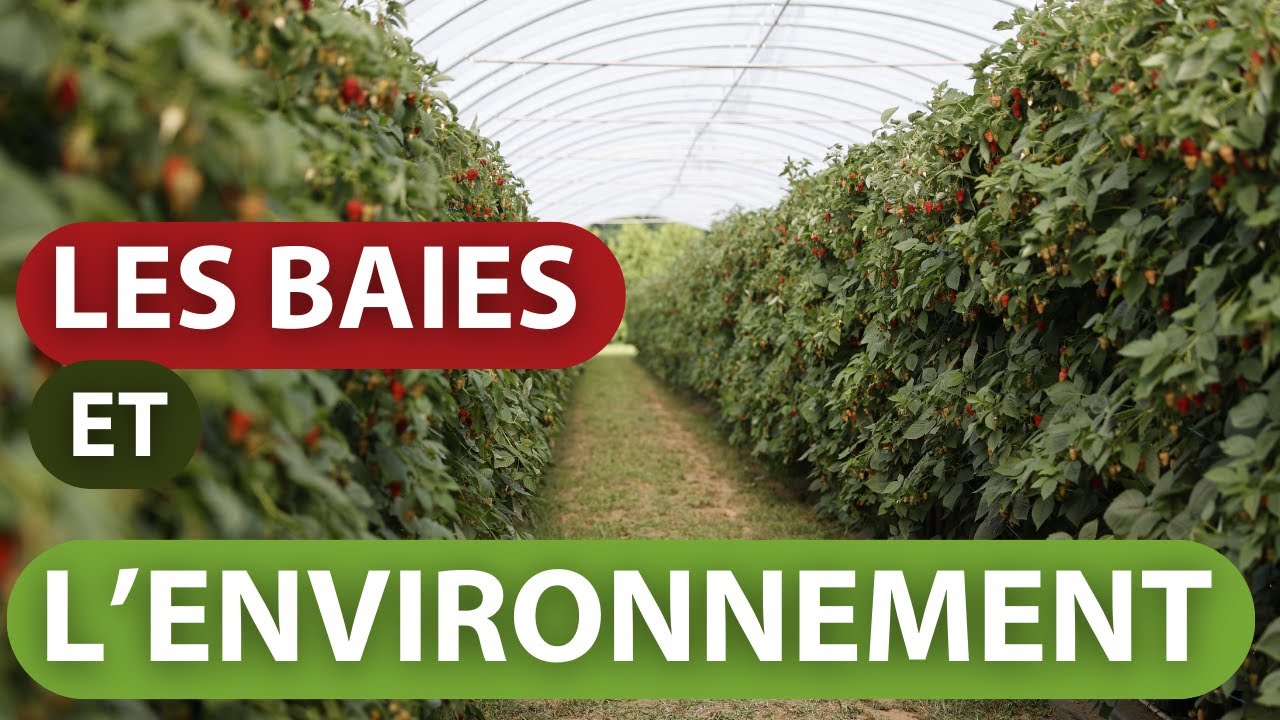 Les baies et l’environnement - YouTube
