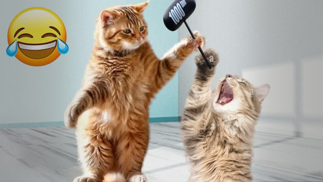 Cats Doing the Most Unexpectedly Funny Things 🤣😸 Best Funny Video ...