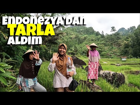 KÖYDEN TARLA ALDIM! KAHVE, PİRİNÇ, MISIR, TATLI PATATES! ANNEM VE YENGEMLE TARLADA ÇALIŞMAYA GİTTİM!