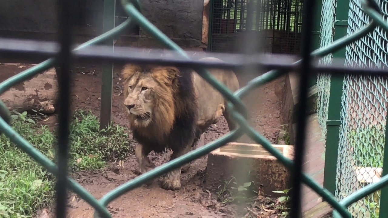 Lion and Tiger Safari | Tyavarekoppa | Shimoga | Karnataka | India ...