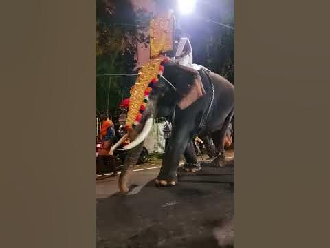 Elephant Attack | Kerala Elephant Video | Biggest Elephants in Kerala # ...