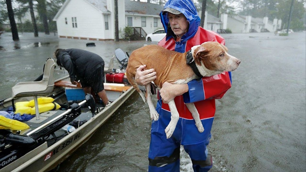 50 Touching Moments When Animals Are Given a Second Chance at Life ...