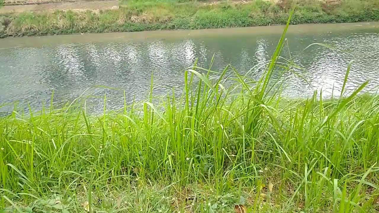 Rumput yang bergoyang - YouTube