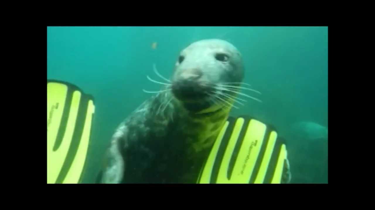 Isles of Scilly - Diving with a friendly seal - YouTube