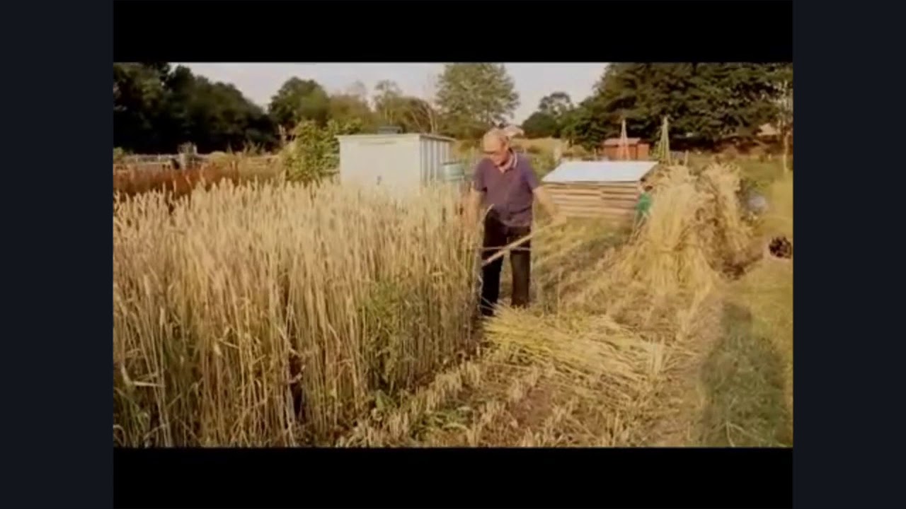 El proceso del trigo - YouTube