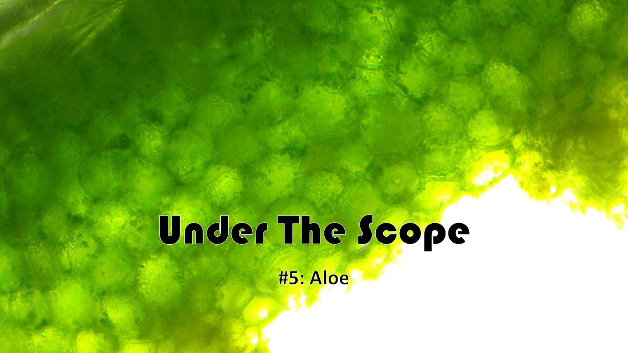 Under The Scope #5: Aloe (80x, 200x, 800x, and 2000x Magnification ...