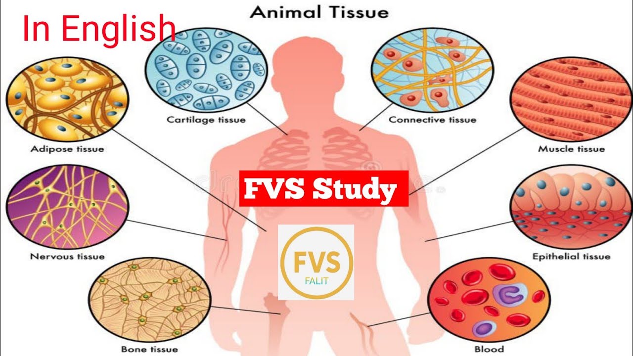 Animal Tissue All Concepts Cover In This Video ।। Tissues Full ...