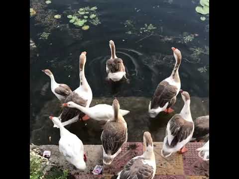 Ducks in Dal lake||Kashmir - YouTube