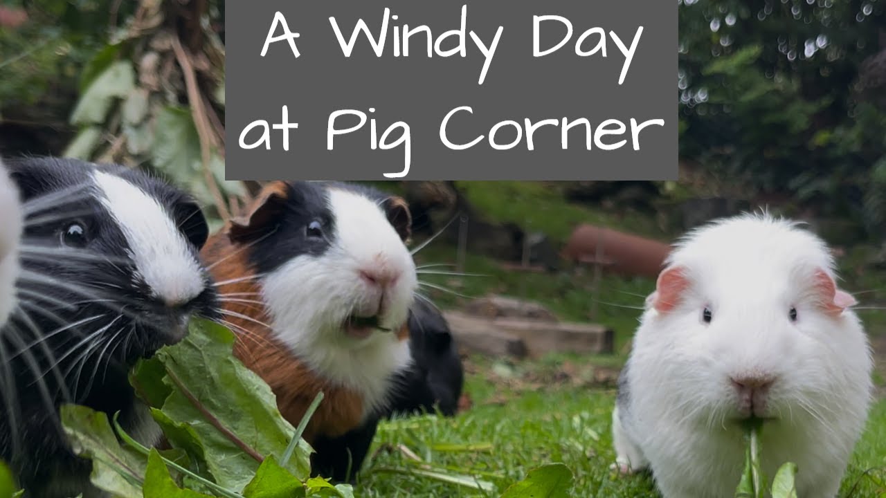 Guinea Pigs | A Windy Day at Pig Corner - YouTube