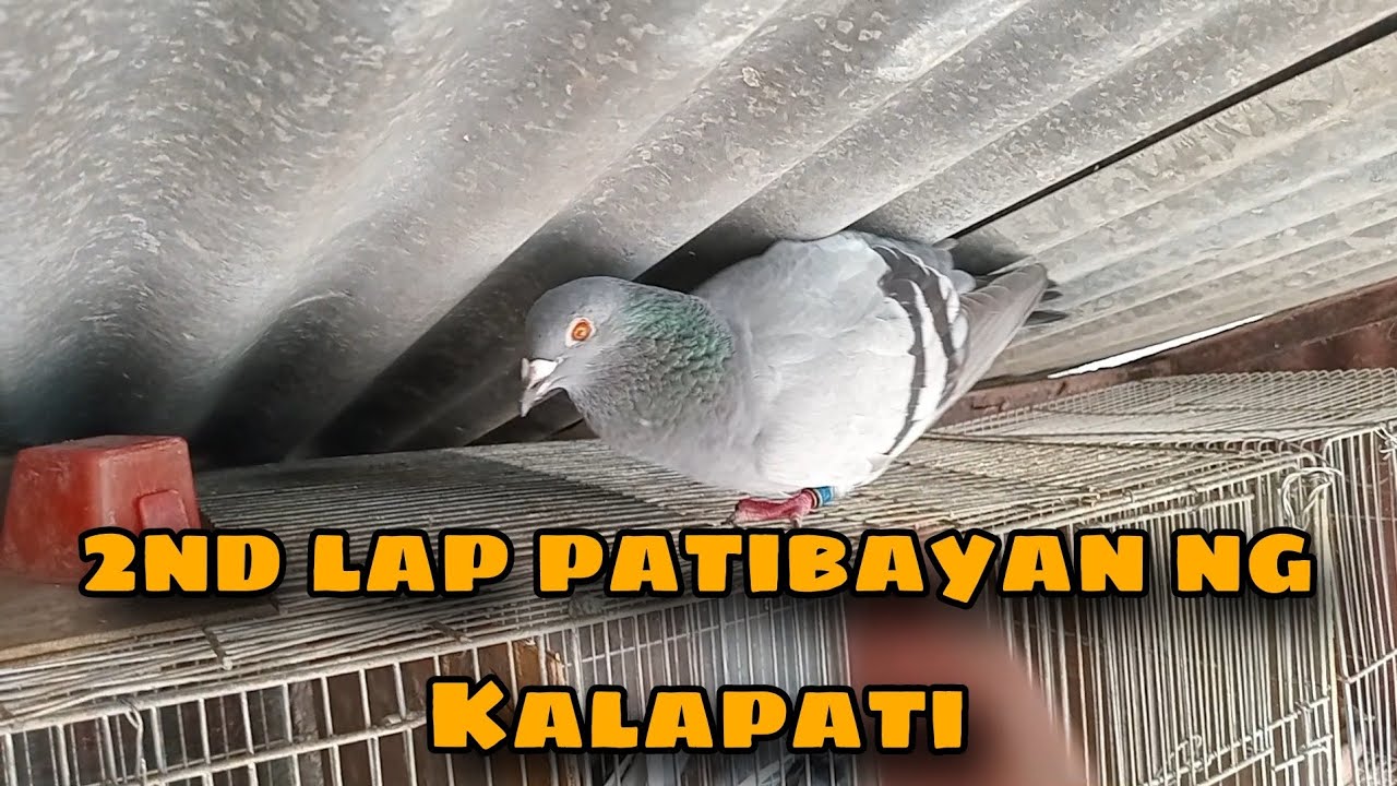 DISKARTE PARA TUMIBAY SA LIPARAN ANG KALAPATI | 2ND LAP DERBY NG ...