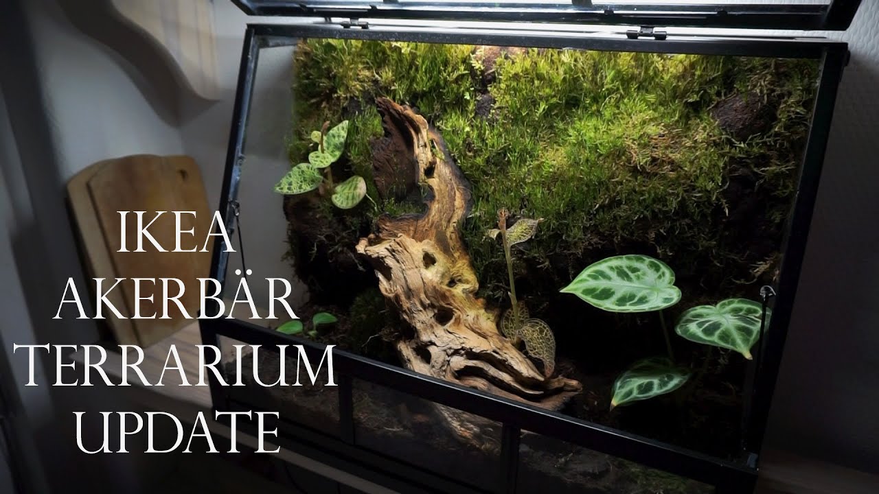 Ikea Akerbär terrarium | Four month update. - YouTube