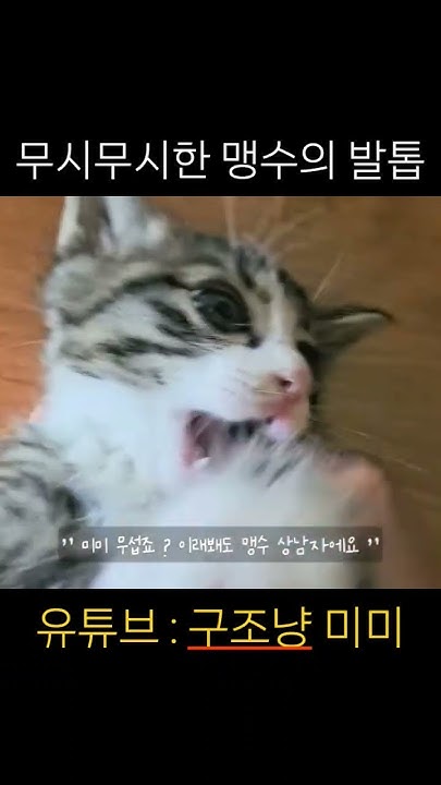 무시무시한 아기 맹수 발톱 자랑 Cat 길고양이 길냥이 아깽이 집사 고양이일상 Cute 고양이 Kitten