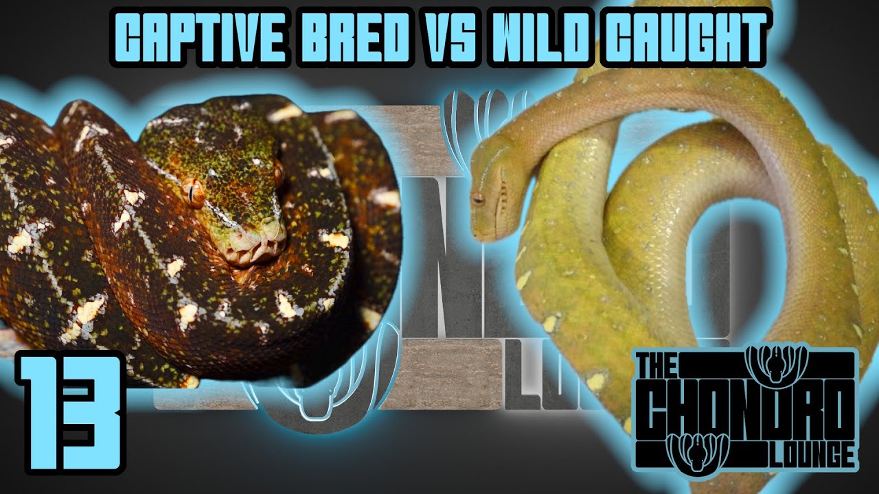 Are Captive Bred or Wild Caught Green Tree Pythons Right For You? | The ...