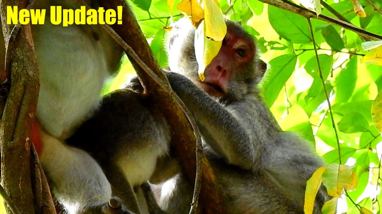 Jane Monkey Definitely Drying Due Kindly Feeding Jazzy Monkey So Long ...