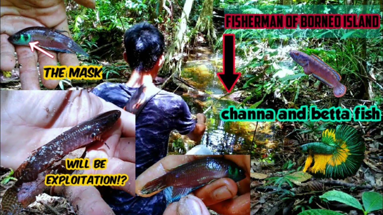 fishing for betta fish and channa fish in the wild || wild fishing ...