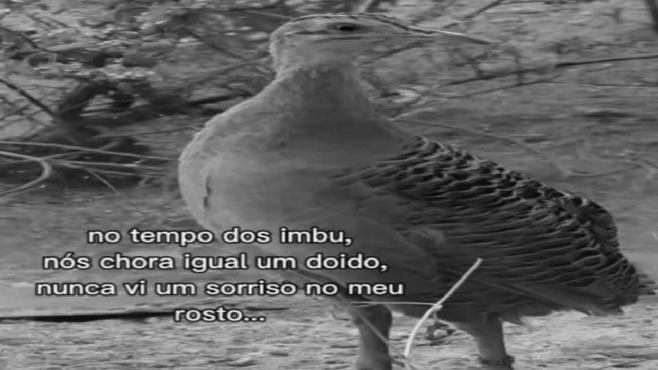 NO TEMPO DOS IMBU (Dublagem de meme) - YouTube