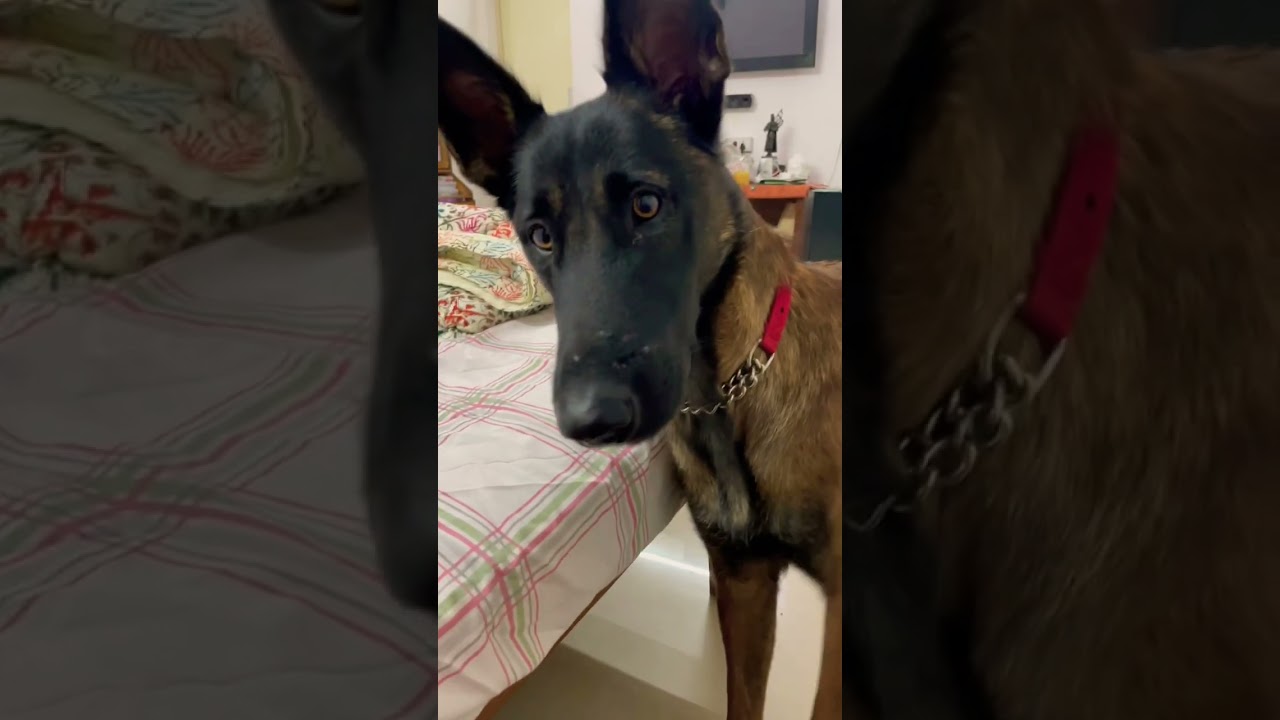 Dog Reaction To Strange Sound/dogs/Funny dog videos/malinois - YouTube