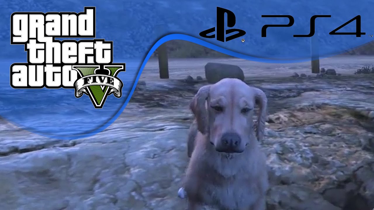 I'm a Golden Labrador! - GTA V (PS4) - YouTube