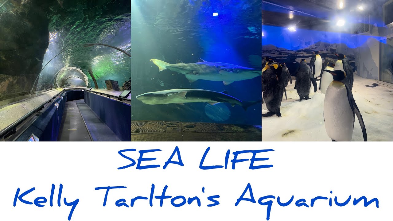 SEA LIFE Kelly Tarlton's Aquarium Auckland New Zealand 2022 - YouTube