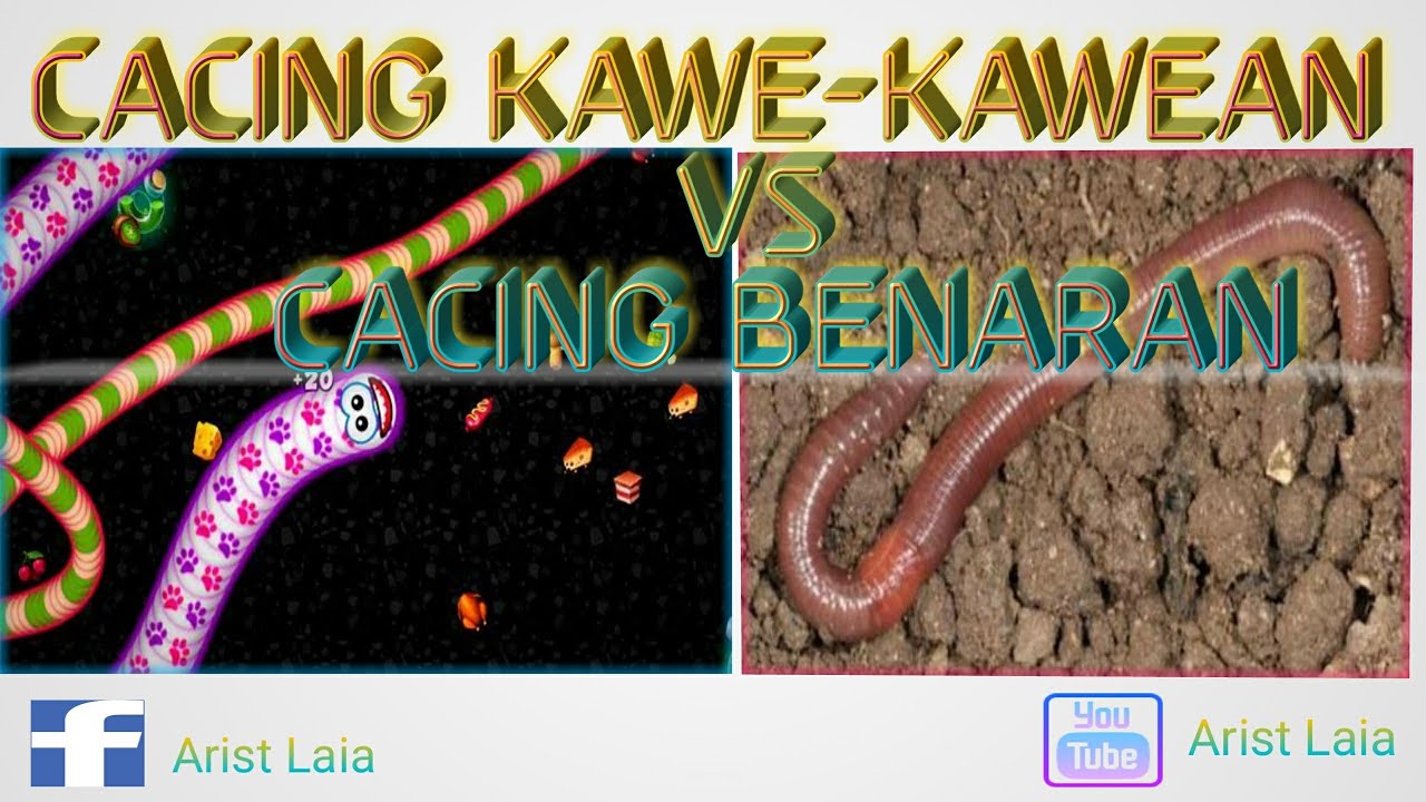 CACING MAINAN VS CACING BENARAN - YouTube