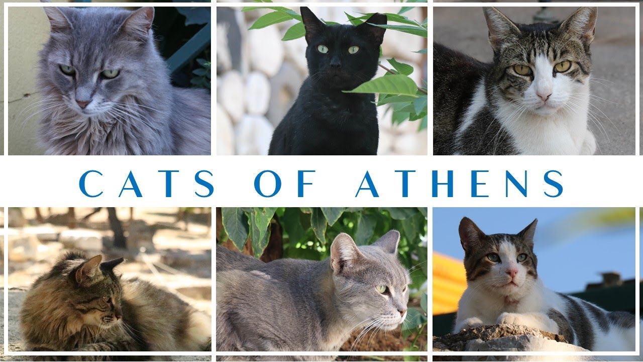 Cats of Athens 🇬🇷 🐈 🐈‍⬛ - YouTube