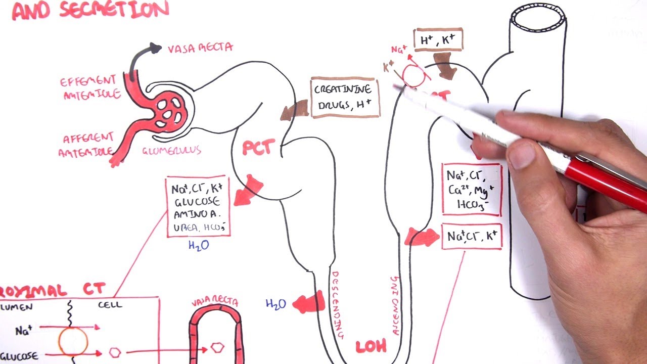 Excretion | Nephron Structure & Urine Formation | 10th Gen. Science ...