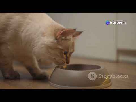 KEDİLER hakkında 10 bilgi.