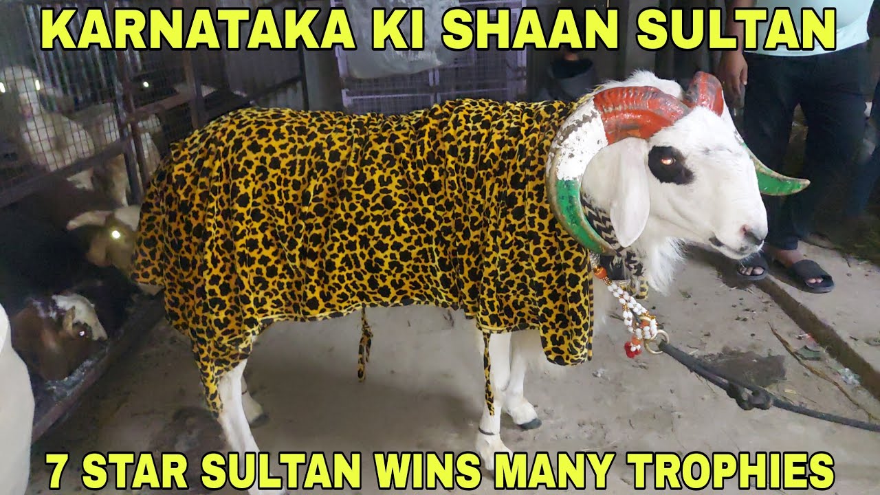 7 Star Sultan win | Karnataka ki Bakra #sheep #7starsultan #karnataka # ...