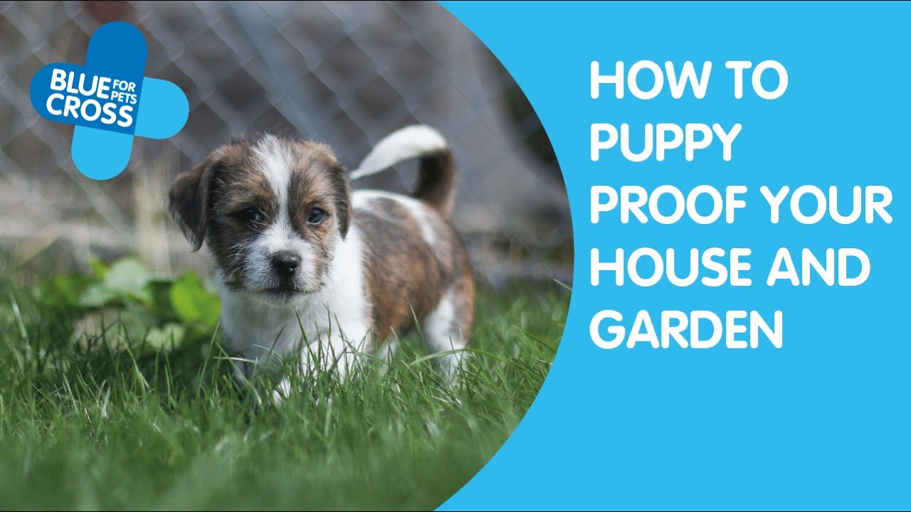 How to Puppy Proof Your Home | Blue Cross - YouTube