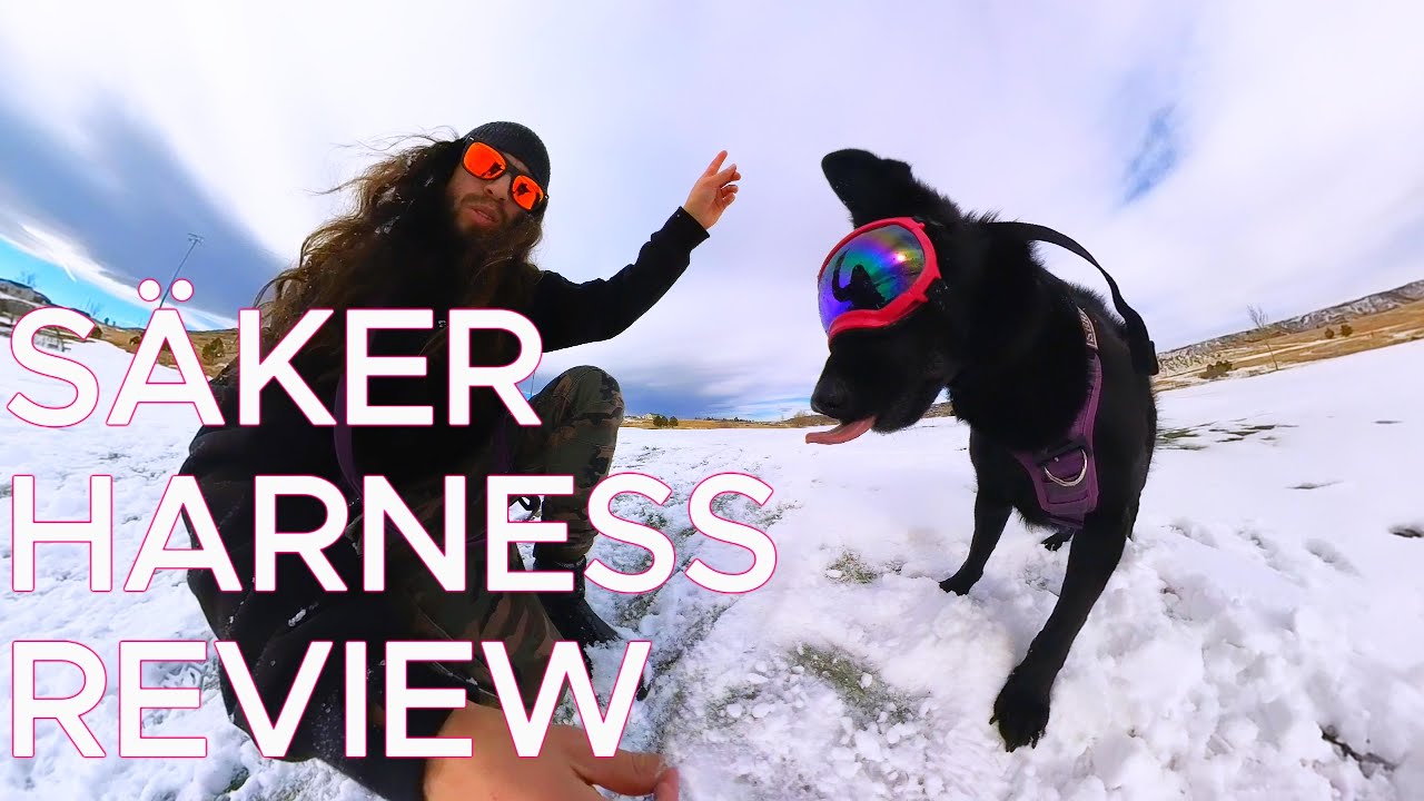 The super quick Saker Harness Review! - YouTube