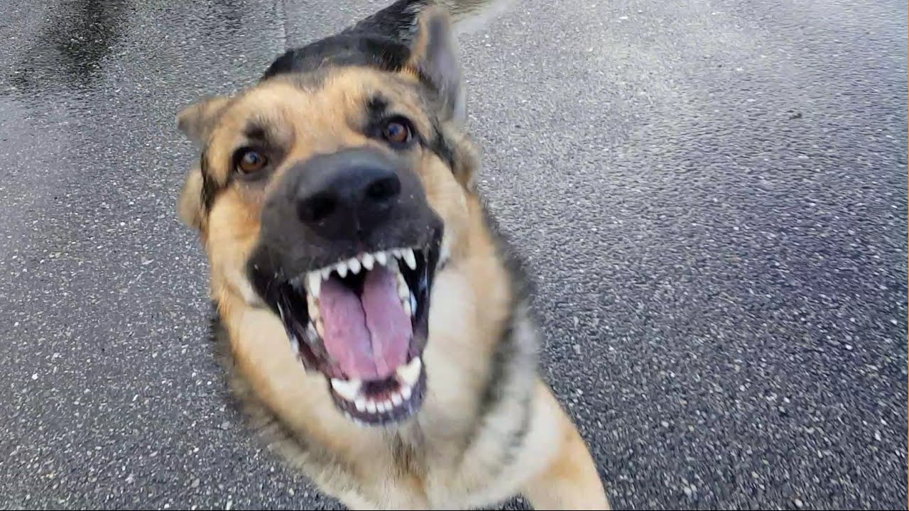 Are German Shepherds Known For Barking