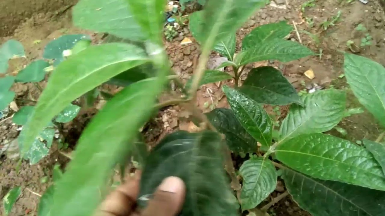Trichantera gigantea. Planta forrajera también llamada Nacedera. - YouTube