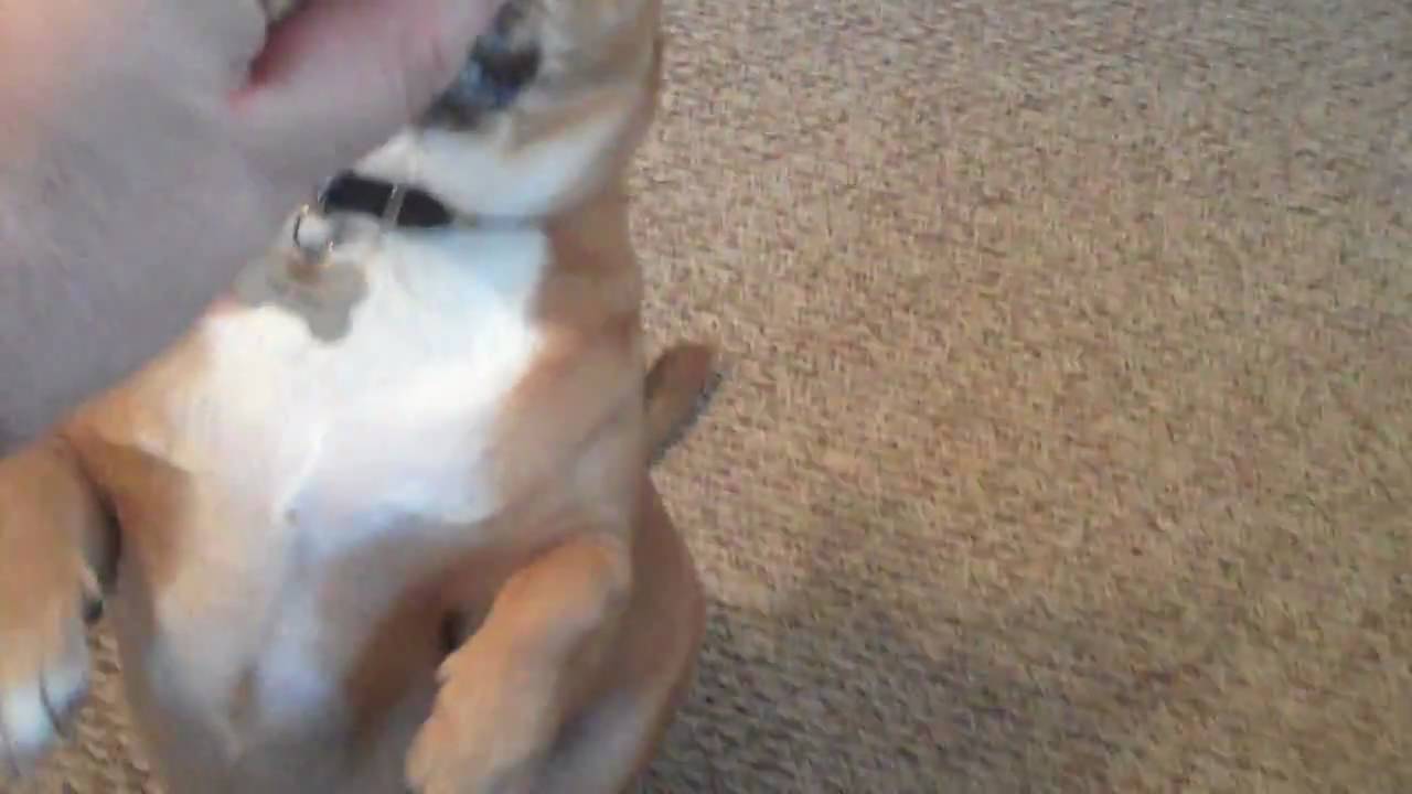 Toby Tricks - YouTube