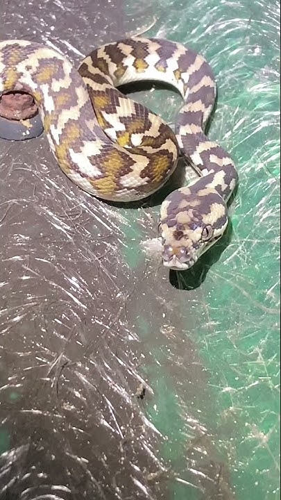 CLOSE UP: Darwin Carpet Python 🐍 🐍 #Shorts #carpetpython - YouTube