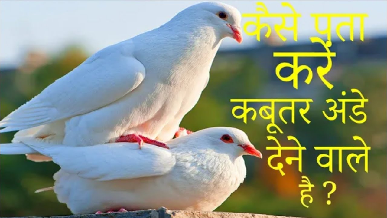 🐦 kabutari andda Dene Wali hai #kabutar #pigeon #kabutarbazi #sevengers ...