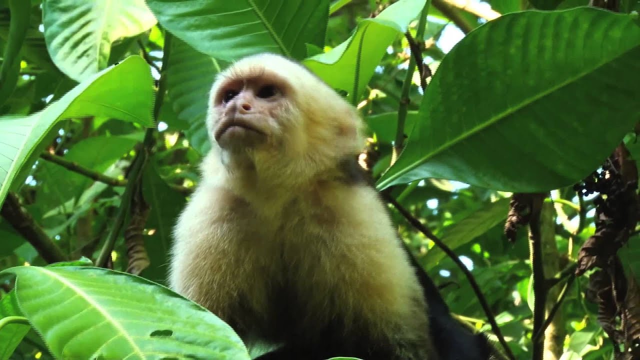 The White-Faced Capuchin Monkey - YouTube