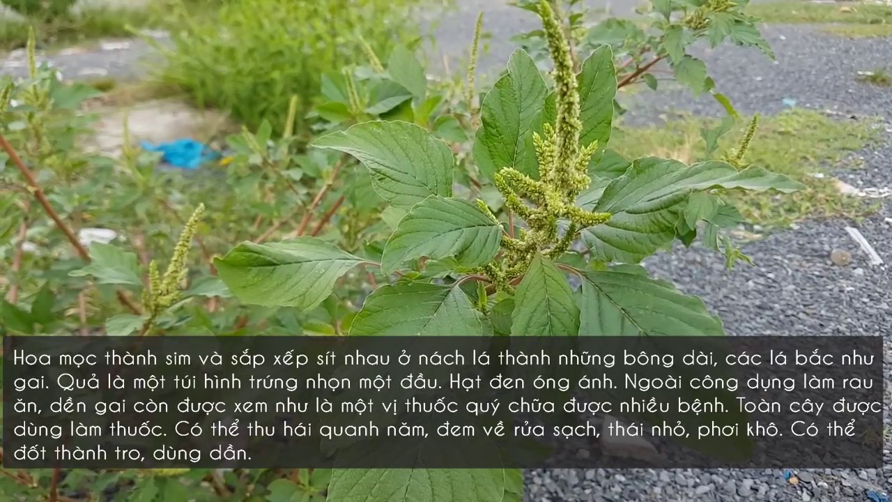 Cây Rau Dền Gai Những bài thuốc quý tuyệt đối không nên làm ngơ Cây ...