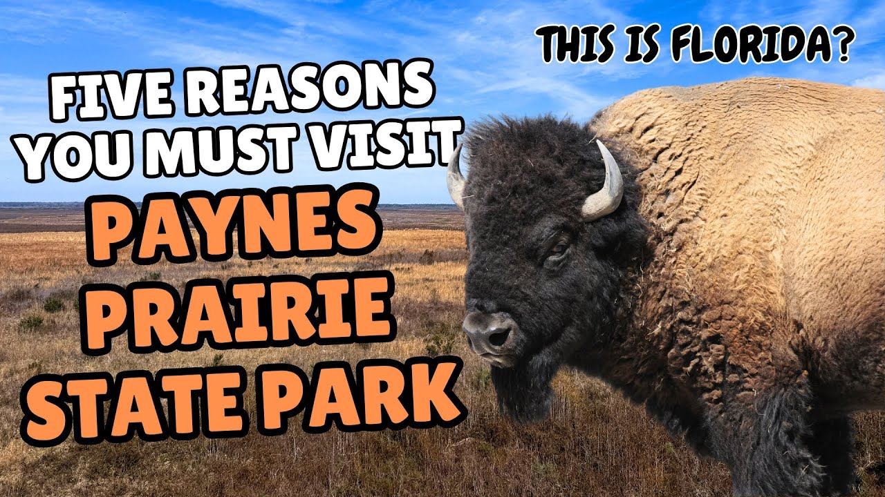 Five Reasons you MUST visit Payne's Prairie Preserve State Park ...