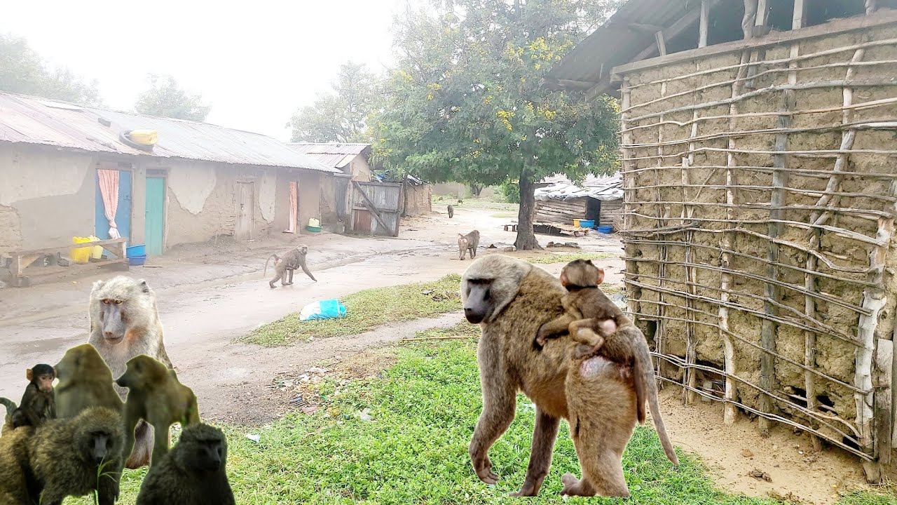 I Survived a Hungry Baboon. This Town has been taken up by Baboons and ...