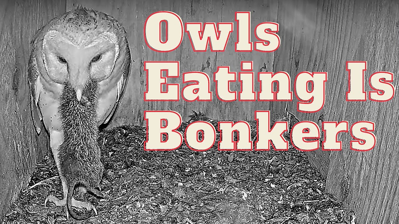 Yummy, barn owl fledgling gulps down it dinner just like a snake. - YouTube